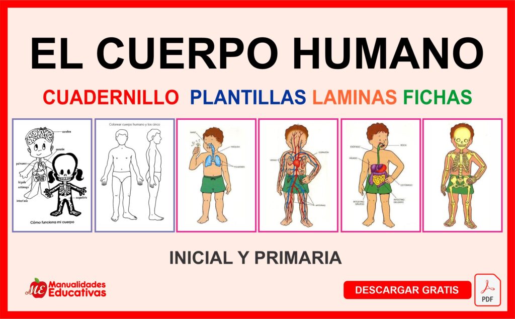 Cuadernillo de los sistemas del cuerpo humano