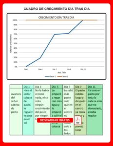 Experimento Señor cabeza de pasto