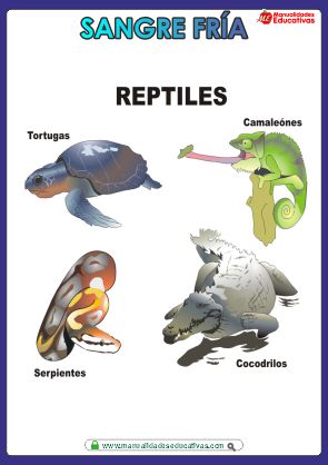 LAMINAS DE CLASIFICACIÓN DE LOS ANIMALES