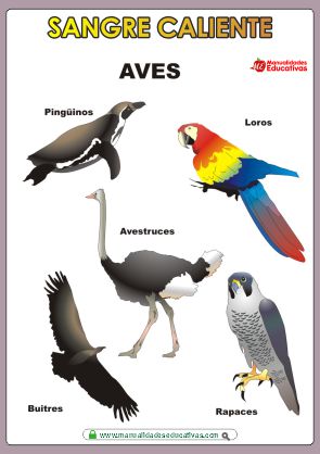 LAMINAS DE CLASIFICACIÓN DE LOS ANIMALES